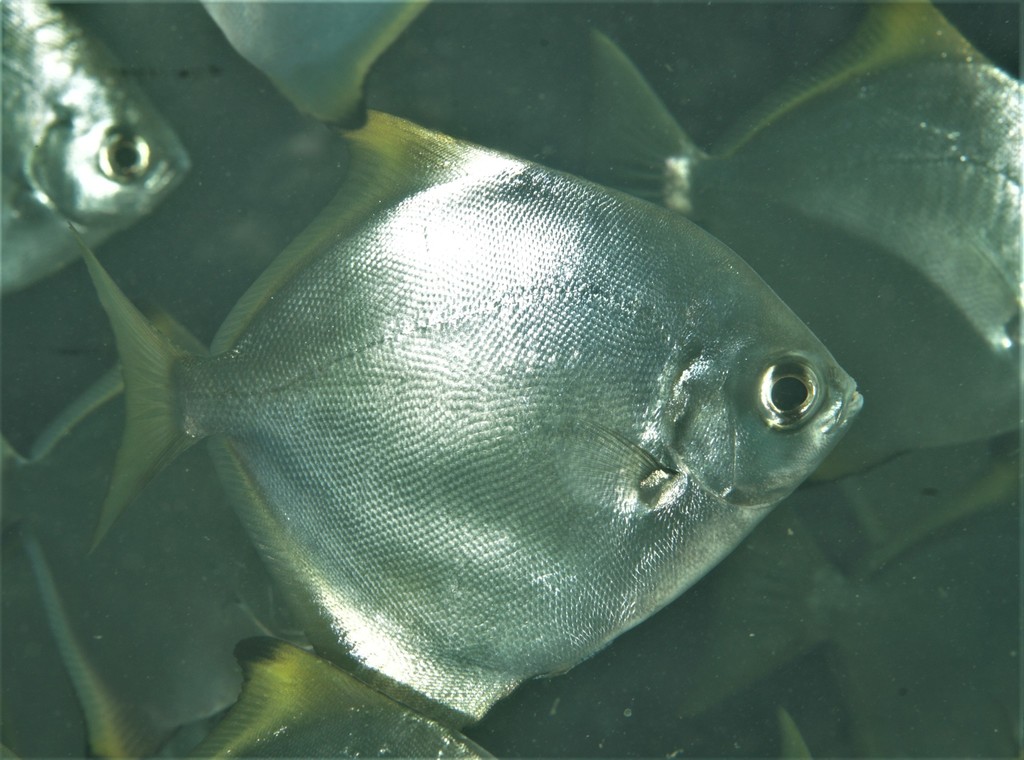 Diamondfish (Fishes of Cabbage Tree Bay Aquatic Reserve, Sydney ...