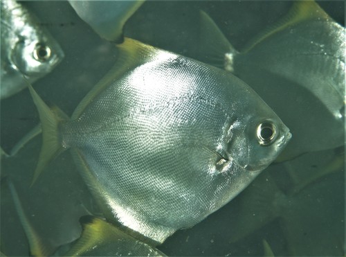 Diamondfish (Fishes of Cabbage Tree Bay Aquatic Reserve, Sydney ...