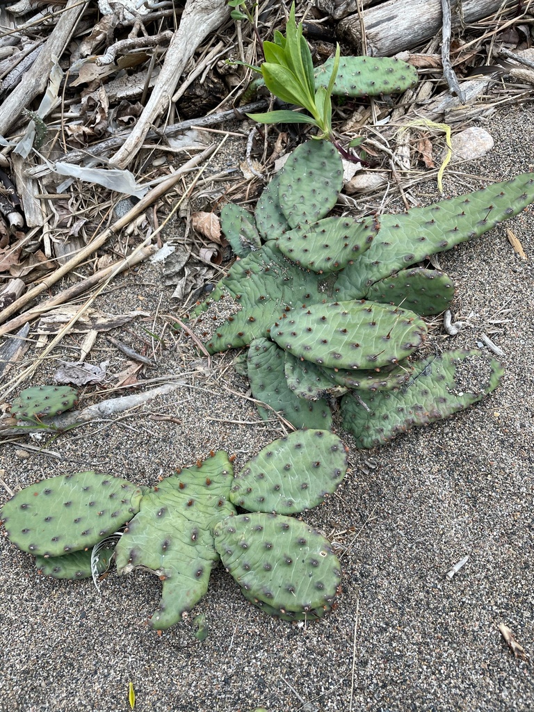 Eastern Pricklypear from Point Pelee National Park, Leamington, ON, CA ...