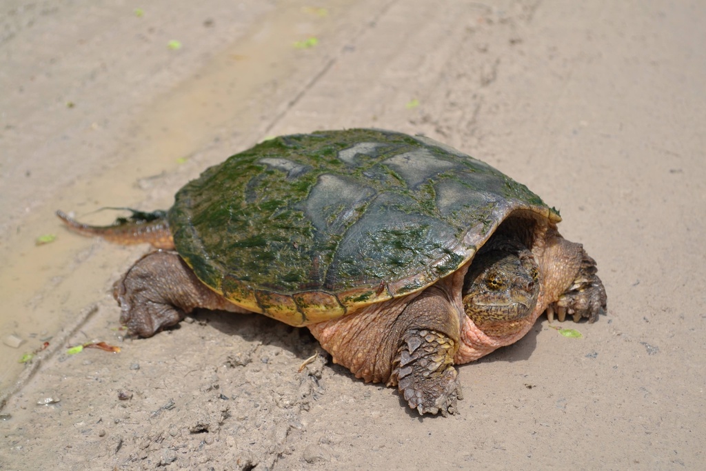 Common Snapping Turtle from Pelee Island, Pelee, ON, CA on May 4, 2021 ...