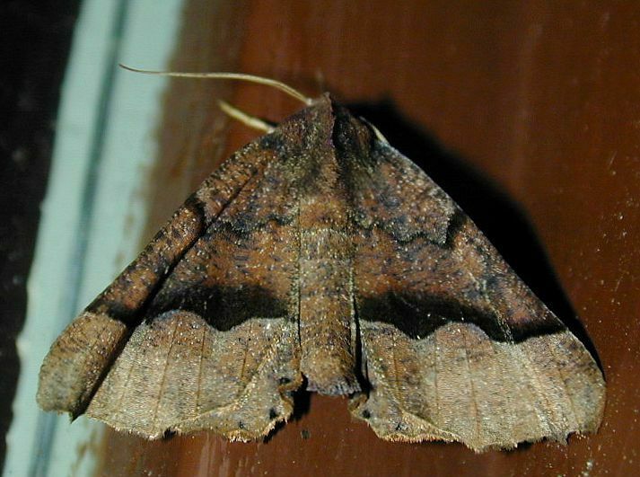 Honest Pero Moth from Floyd Bennet Field, Brooklyn, NY, USA on August ...