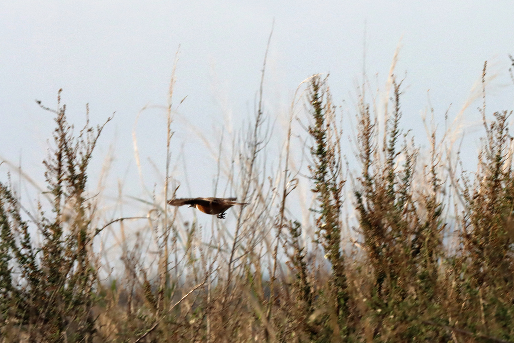 European Stonechat from Olhão, Portugal on November 8, 2023 at 04:12 PM ...