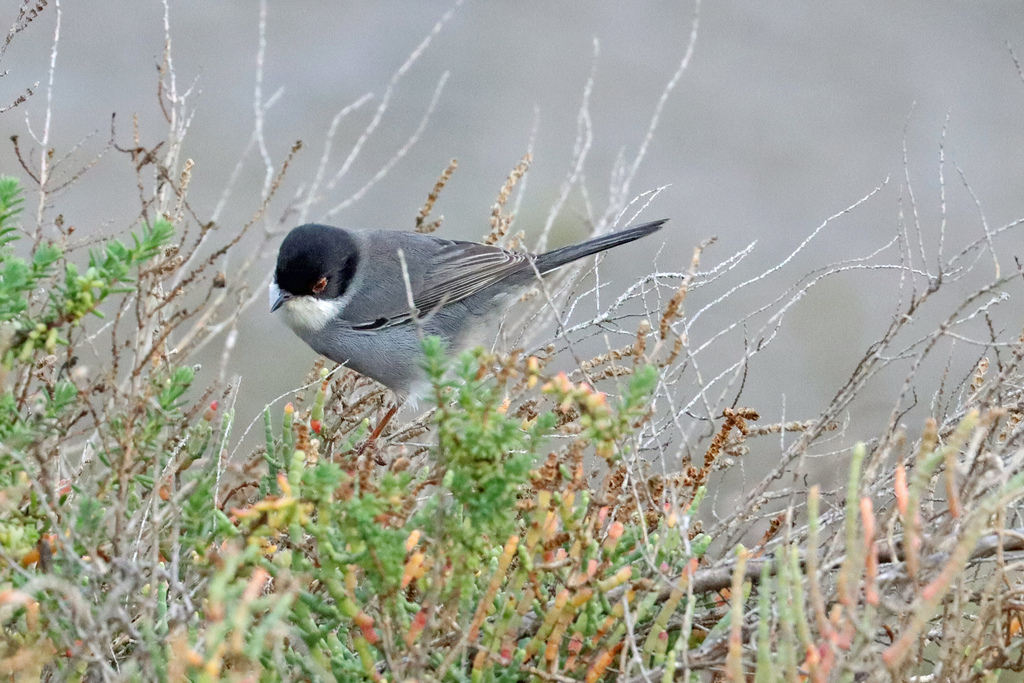Sardinian Warbler from Olhão, Portugal on November 8, 2023 at 04:21 PM ...