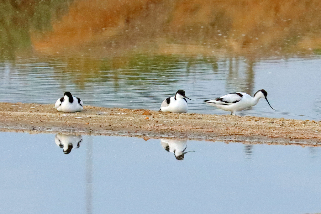 Pied Avocet from Olhão, Portugal on November 8, 2023 at 04:28 PM by Roy ...