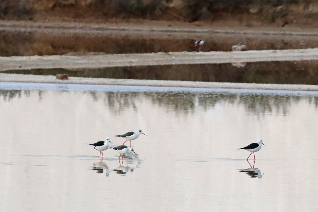 Black-winged Stilt from Olhão, Portugal on November 8, 2023 at 04:27 PM ...