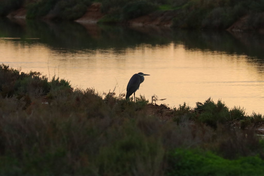 Grey Heron from Olhão, Portugal on November 8, 2023 at 04:41 PM by Roy ...