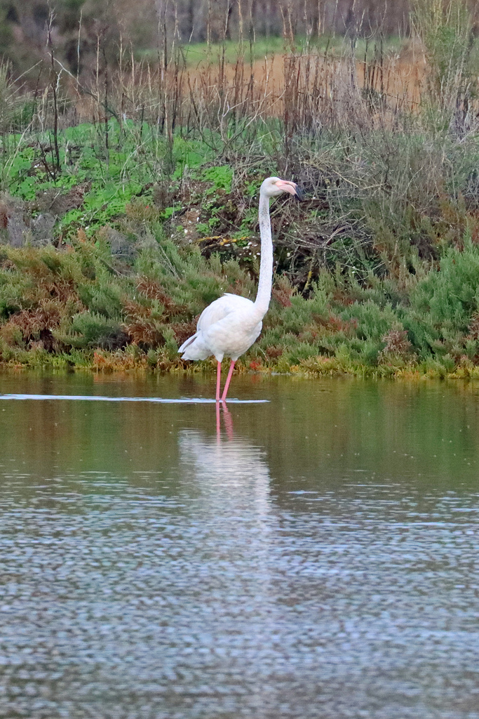 Greater Flamingo from Olhão, Portugal on November 8, 2023 at 04:47 PM ...