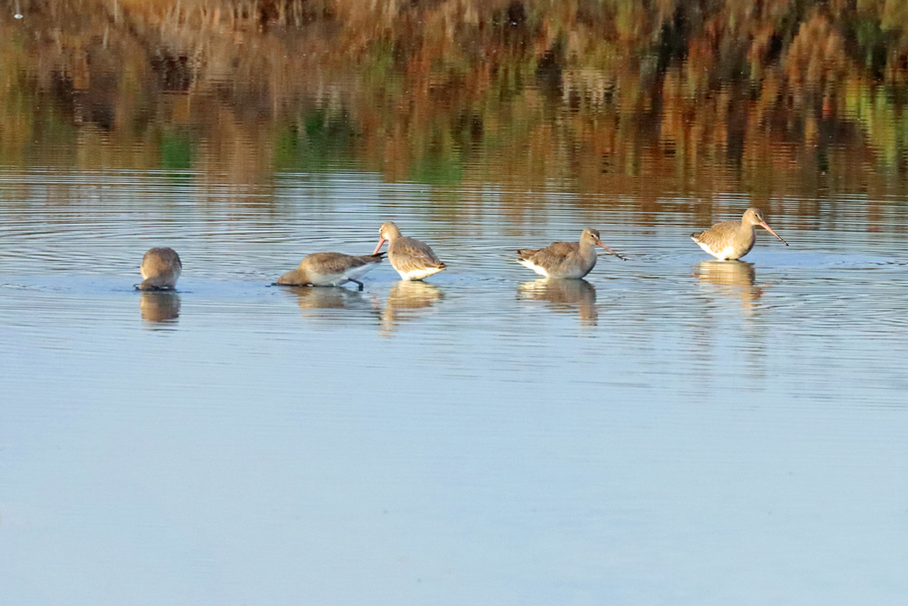 Black-tailed Godwit from Olhão, Portugal on November 8, 2023 at 05:01 ...