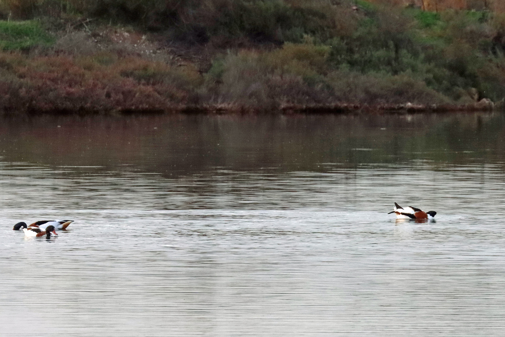 Common Shelduck from Olhão, Portugal on November 8, 2023 at 05:09 PM by ...