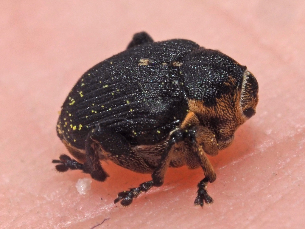 Iris weevil from Regensburg, Deutschland on May 6, 2023 at 11:40 AM by ...