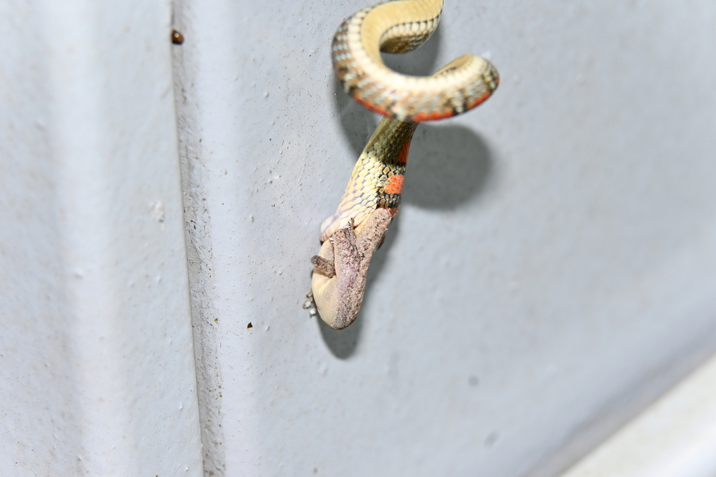 Banded Flying Snake from Mandai, Singapore on November 26, 2023 at 12: ...