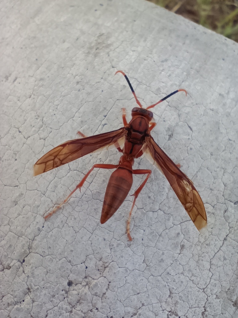 Neotropical Red Paper Wasp from Monte Escobedo, Zac., México on ...