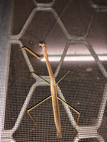 Subspecies Tenodera fasciata blanchardi · iNaturalist