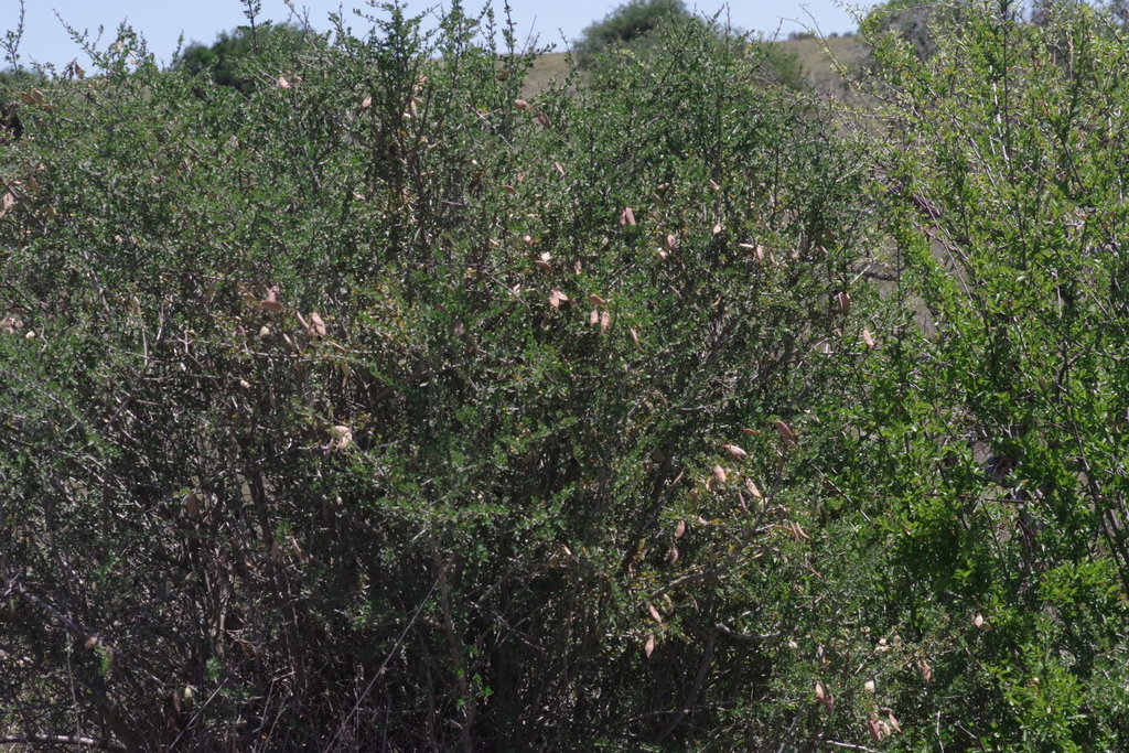 Karoo Gold from Kommadagga to Riebeek East via Swartwaterspoort on the ...