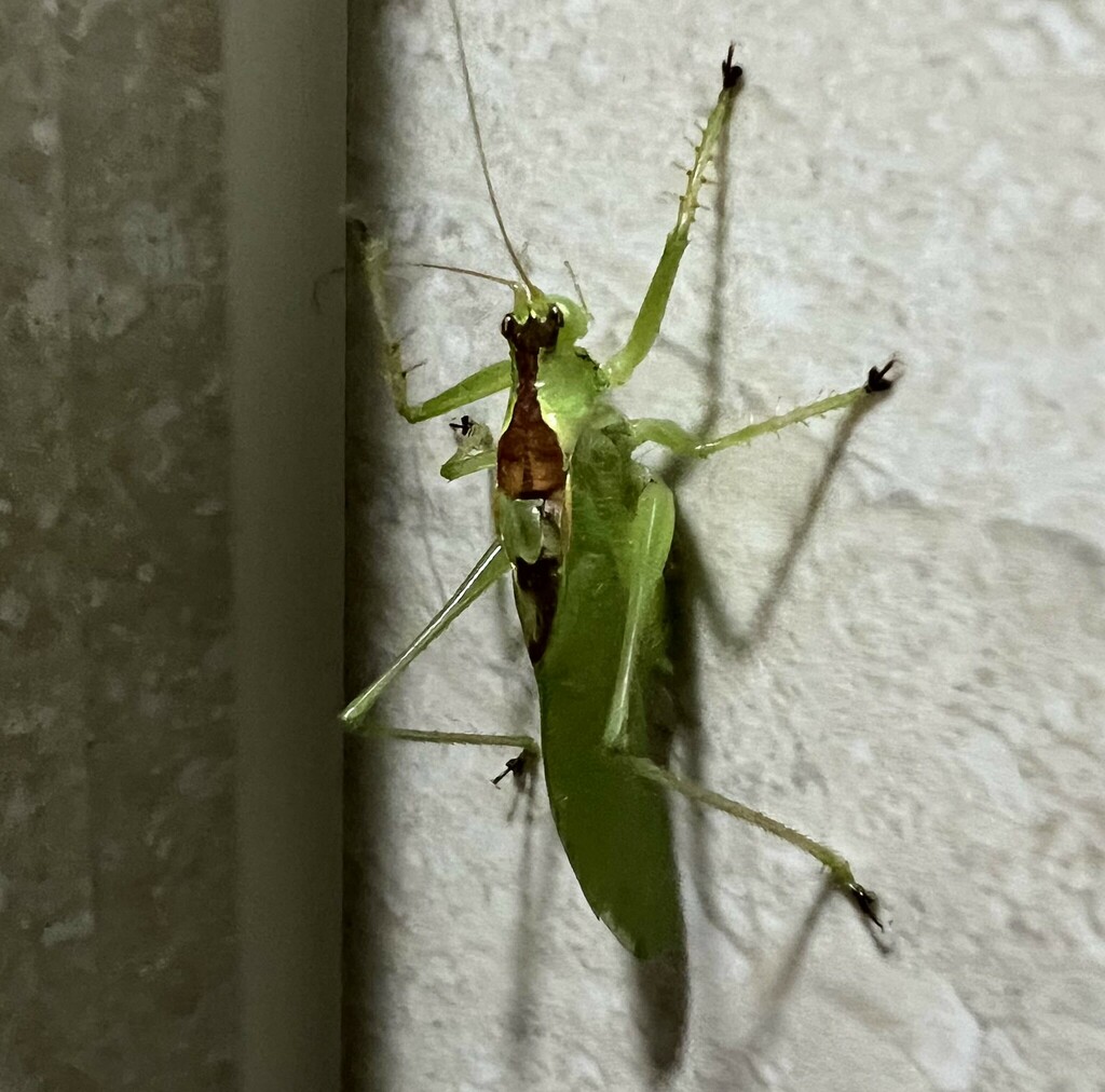 Hexacentrus japonicus in August 2023 by Paul B. · iNaturalist