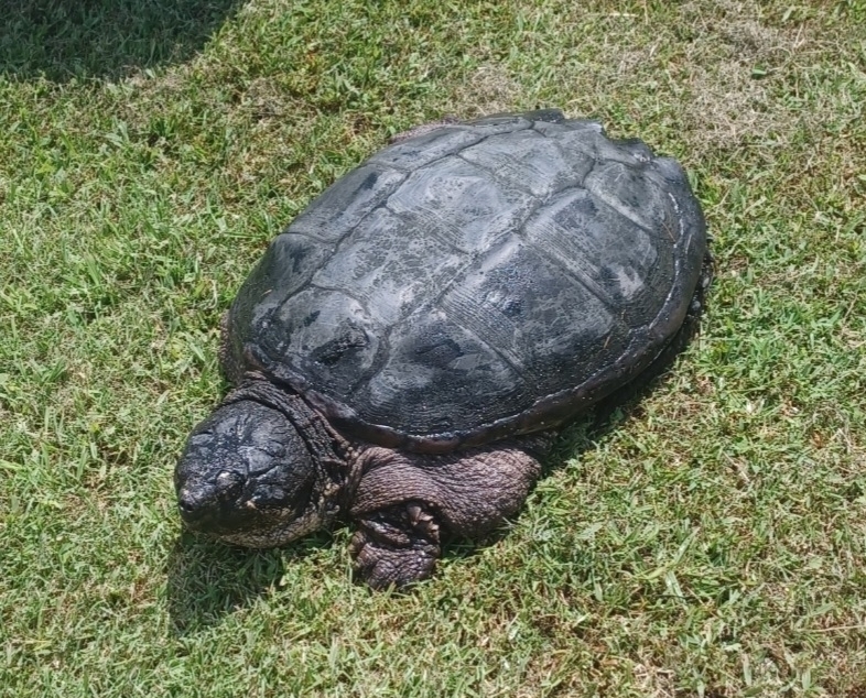 Common Snapping Turtle from Poquoson, VA 23662, USA on November 17 ...