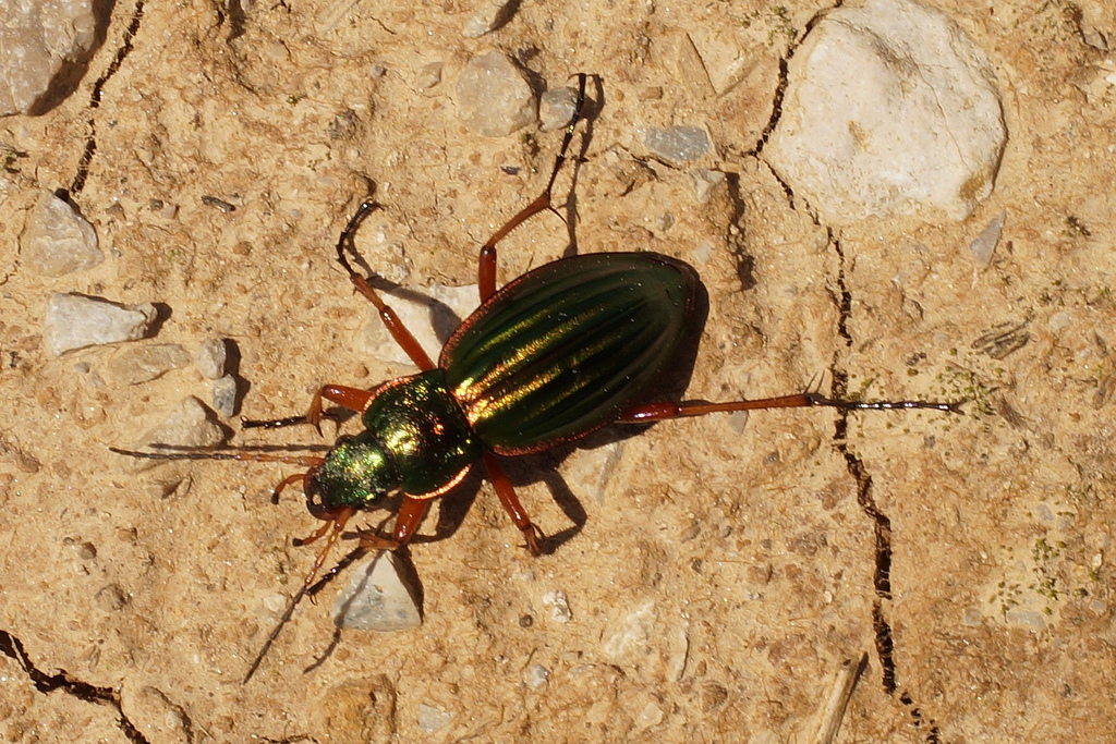 Golden Ground Beetle from 91362 Pretzfeld, Deutschland on June 5, 2013 ...