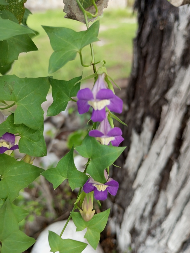 Snapdragon Vine from CJJJ+R8, 87947 Jaumave, Tamps., México on November ...