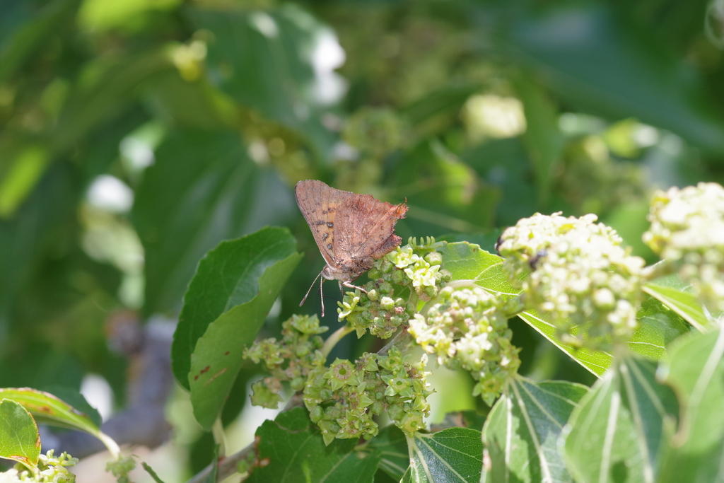 Common Scarlet from Kommadagga to Riebeek East via Swartwaterspoort on ...