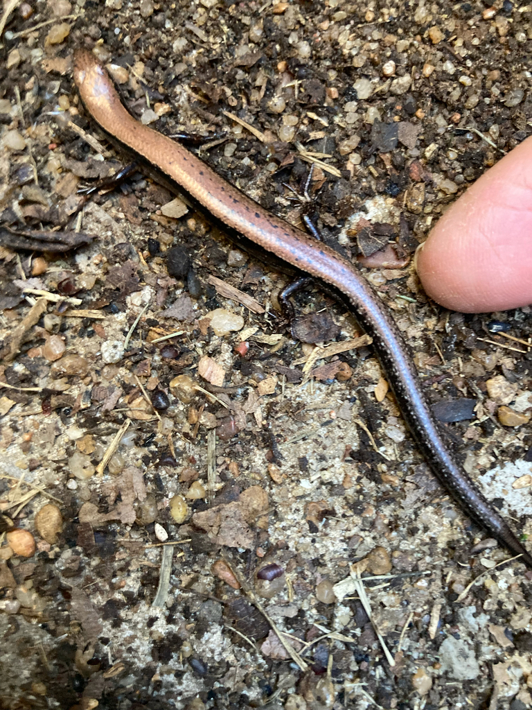 Little Brown Skink from Compton on November 29, 2023 at 10:15 AM by ...