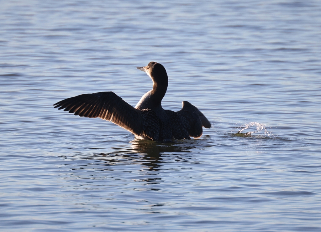 Common Loon from West Kirby Marine Lake, South Parade, West Kirby ...
