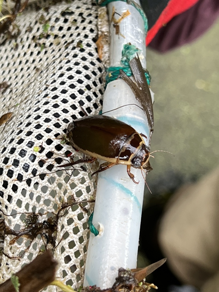 Dytiscus from Paicines, CA, US on April 22, 2022 at 01:52 PM by travis ...