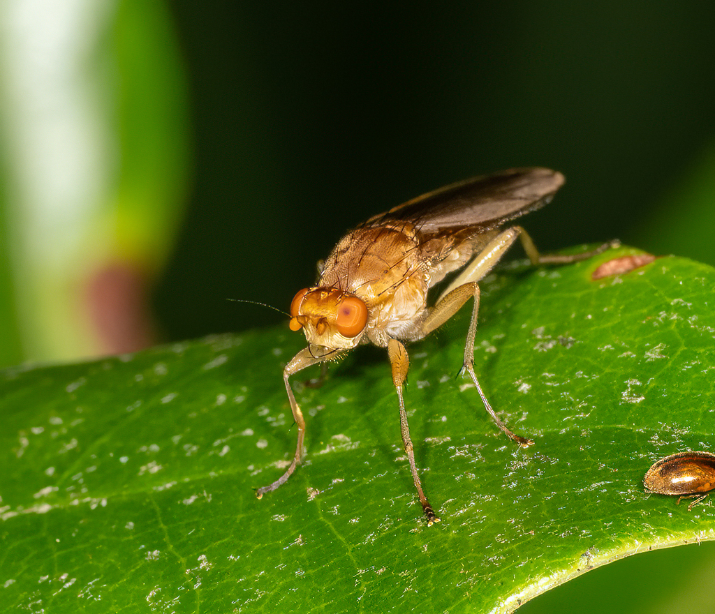 Amoebaleria helvola from Finzel Swamp--Garrett County portion on ...