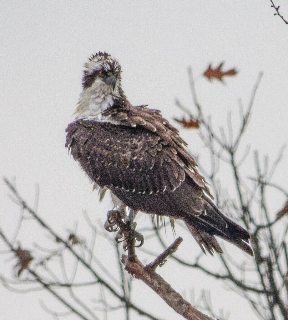 Osprey from Marl Lake, Michigan 48653, USA on November 5, 2023 at 08:40 ...