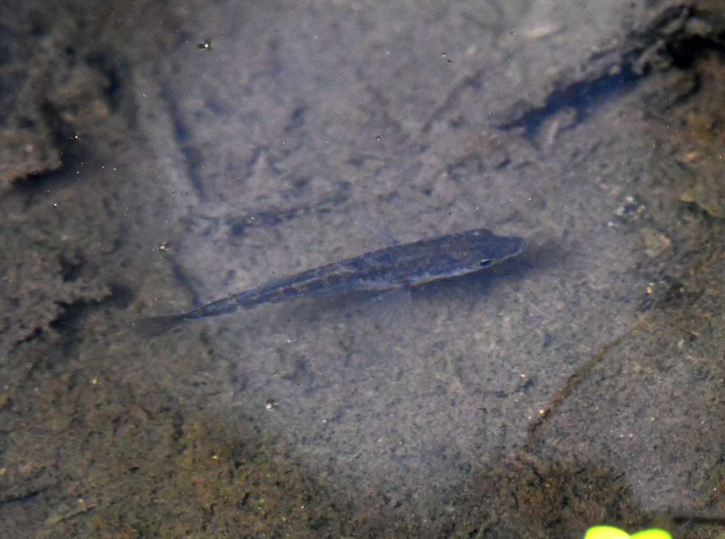 Threespine Stickleback from Poynton, Stockport, UK on September 11 ...