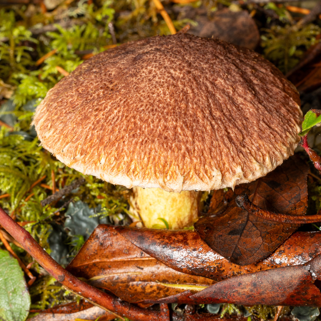 Western Painted Suillus from Mike Miller Cty Park, Lincoln Cty, OR, USA ...