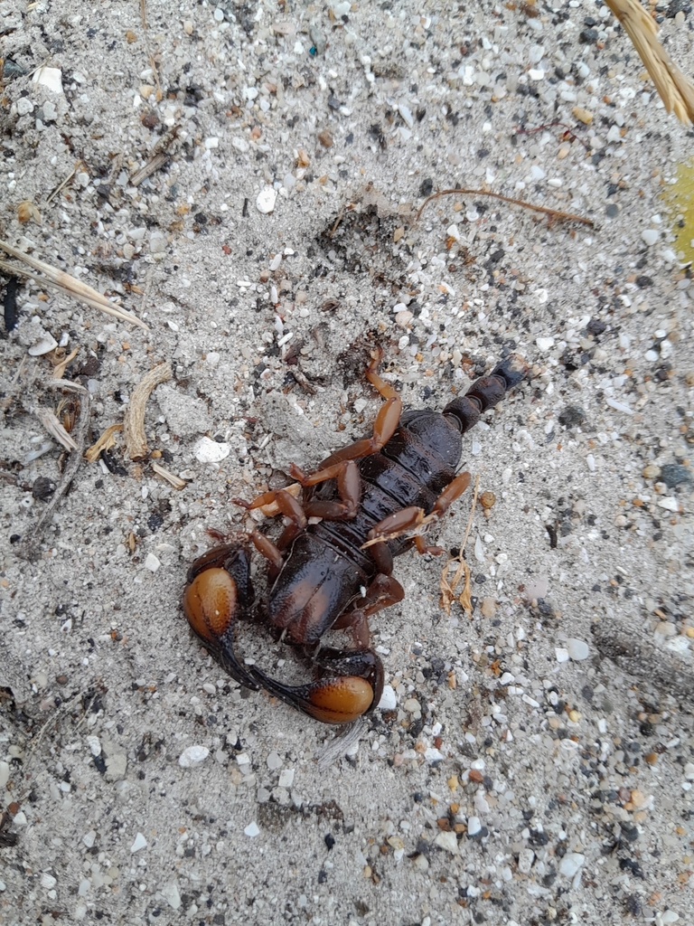 Cape Burrowing Scorpion from Cape Farms, Cape Town, South Africa on ...