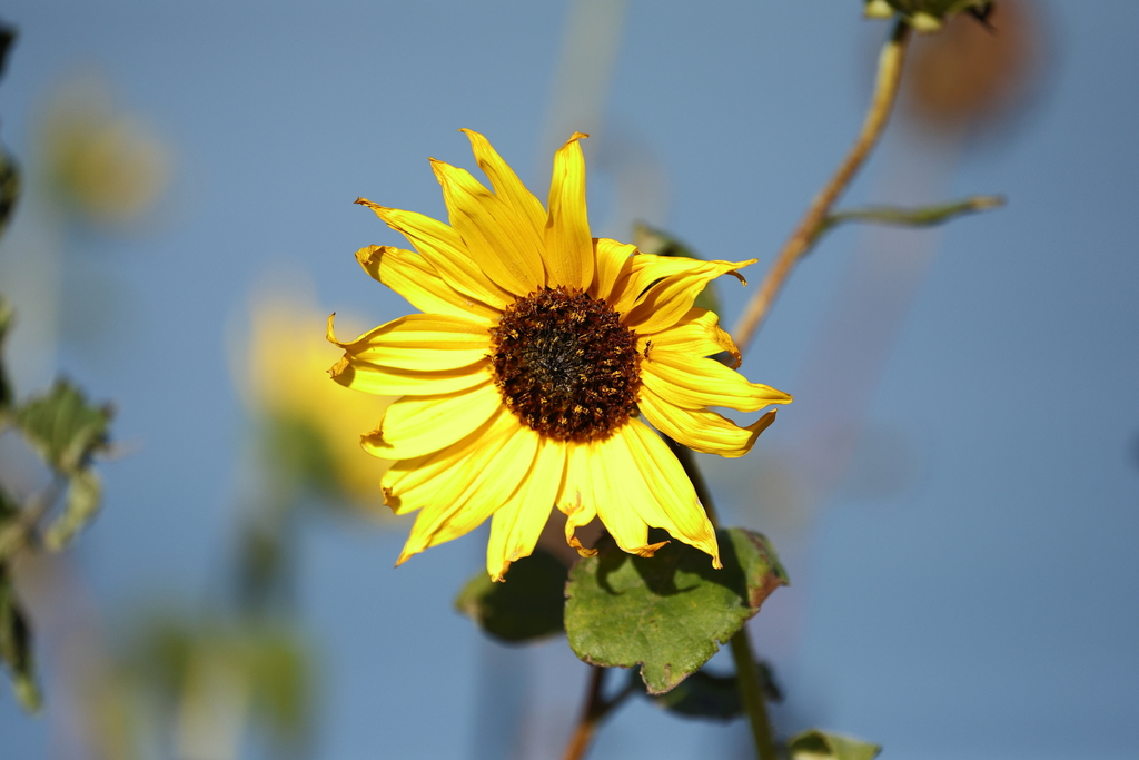 Common Sunflower from Cedar Hill, TX, USA on November 28, 2023 at 03:36 ...