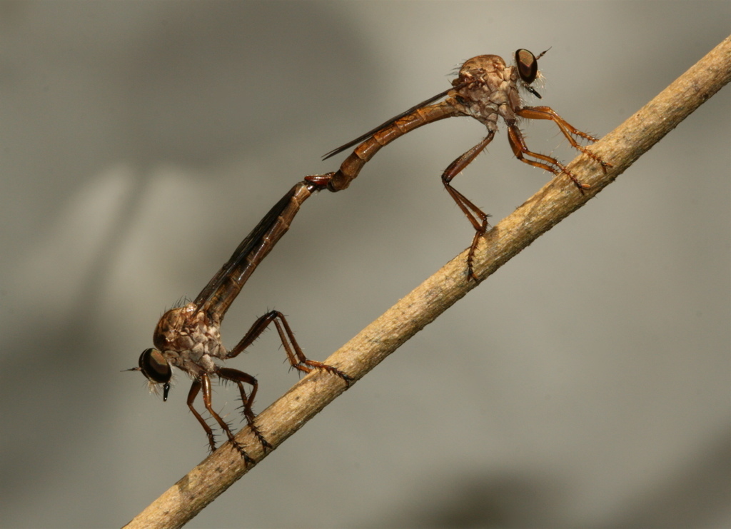 Plesiomma from Puntarenas Province, Monteverde, Costa Rica on March 27 ...