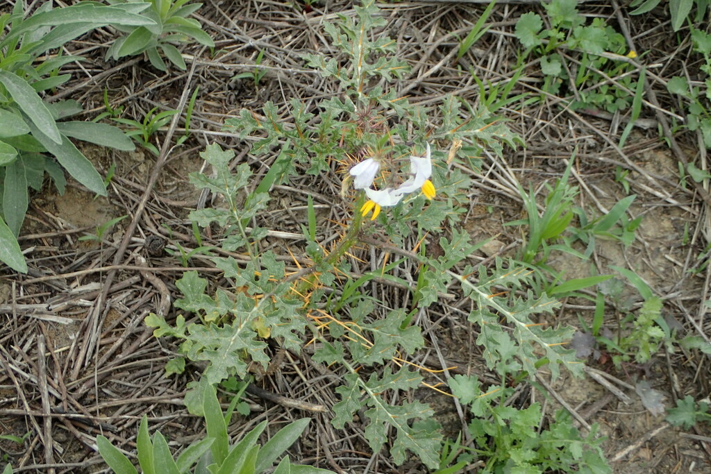 Red Buffalo-bur from Gert Sibande District Municipality, South Africa ...