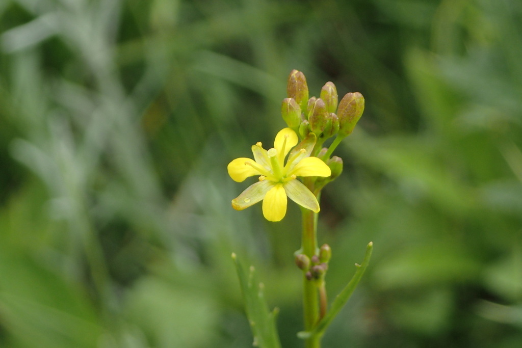 Rorippa nudiuscula from Gert Sibande District Municipality, South ...
