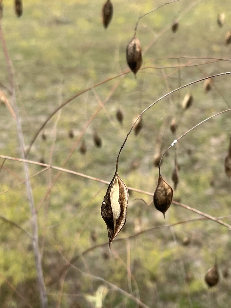 Bladder Pod from FM-2981, La Grange, TX, US on November 29, 2023 at 09: ...