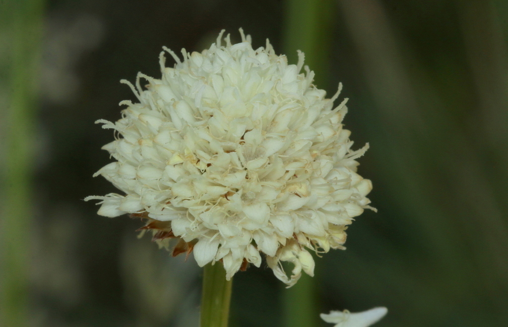 Common Mock Scabious from Wonderboom, Pretoria, 0182, South Africa on ...