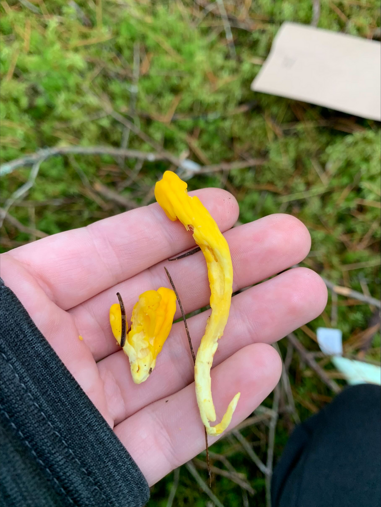 Irregular Earth Tongue from Annapolis County, NS, Canada on October 19 ...