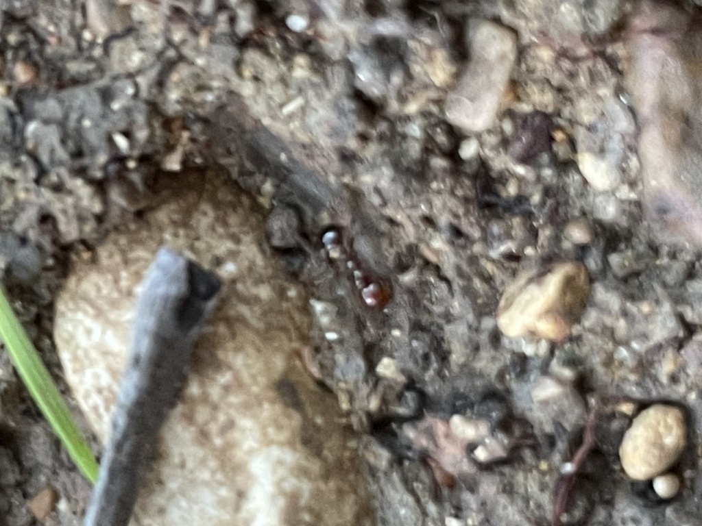 Red Imported Fire Ant from Old Lorena Rd, Waco, TX, US on November 4 ...