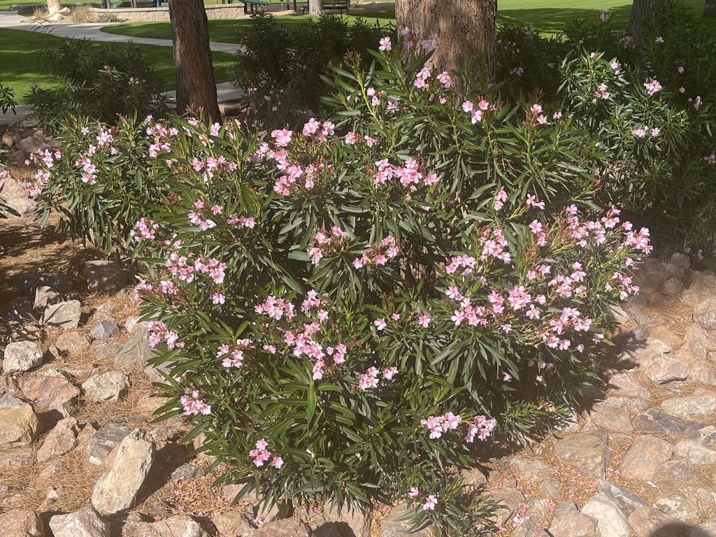 oleander from W Cottonwood St, Surprise, AZ, US on November 29, 2023 at ...