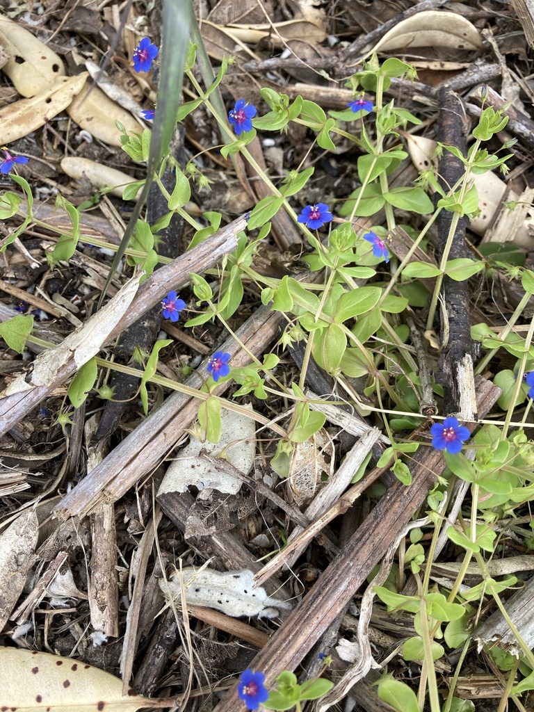Blue Scarlet Pimpernel from Te Ika-a-Māui, Auckland, Auckland, NZ on ...