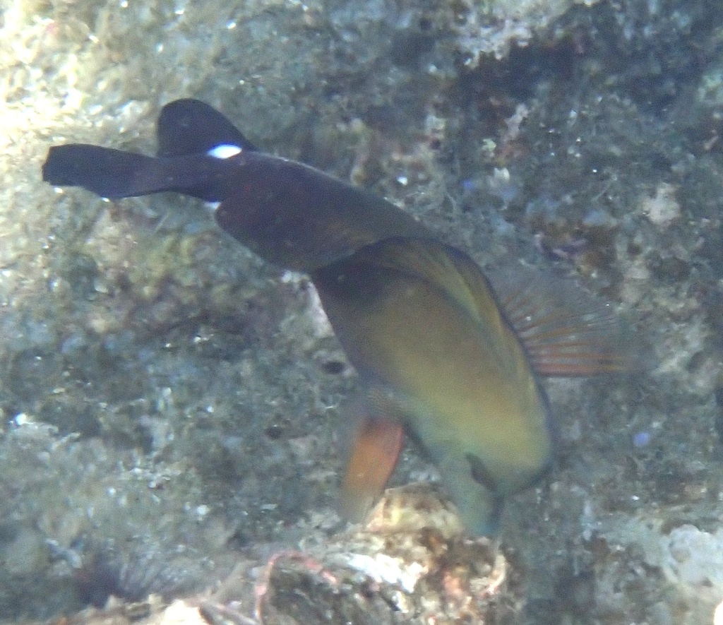 Brown Tang from Pacific Ocean, West Papua, ID on November 1, 2023 at 02 ...