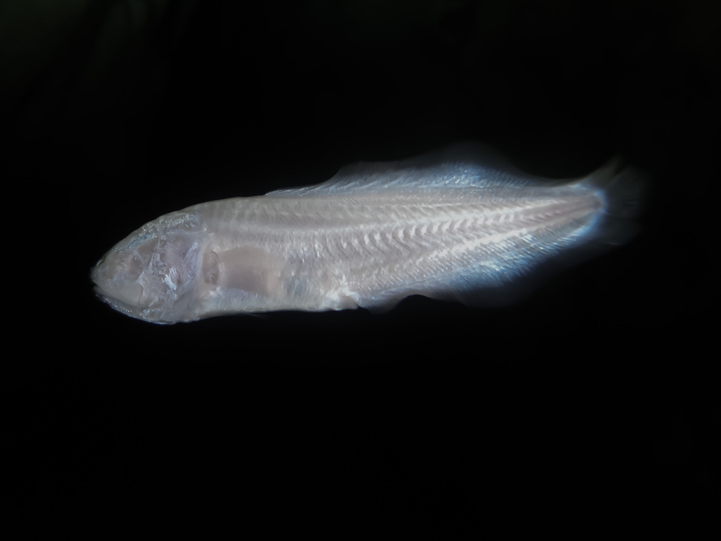 Mexican Blind Brotula from C. 43 296, Sambulá, 97433 Motul de Carrillo ...