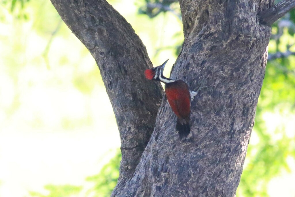 Red-backed Flameback from Yala National Park, Hambantota, Sri Lanka on ...