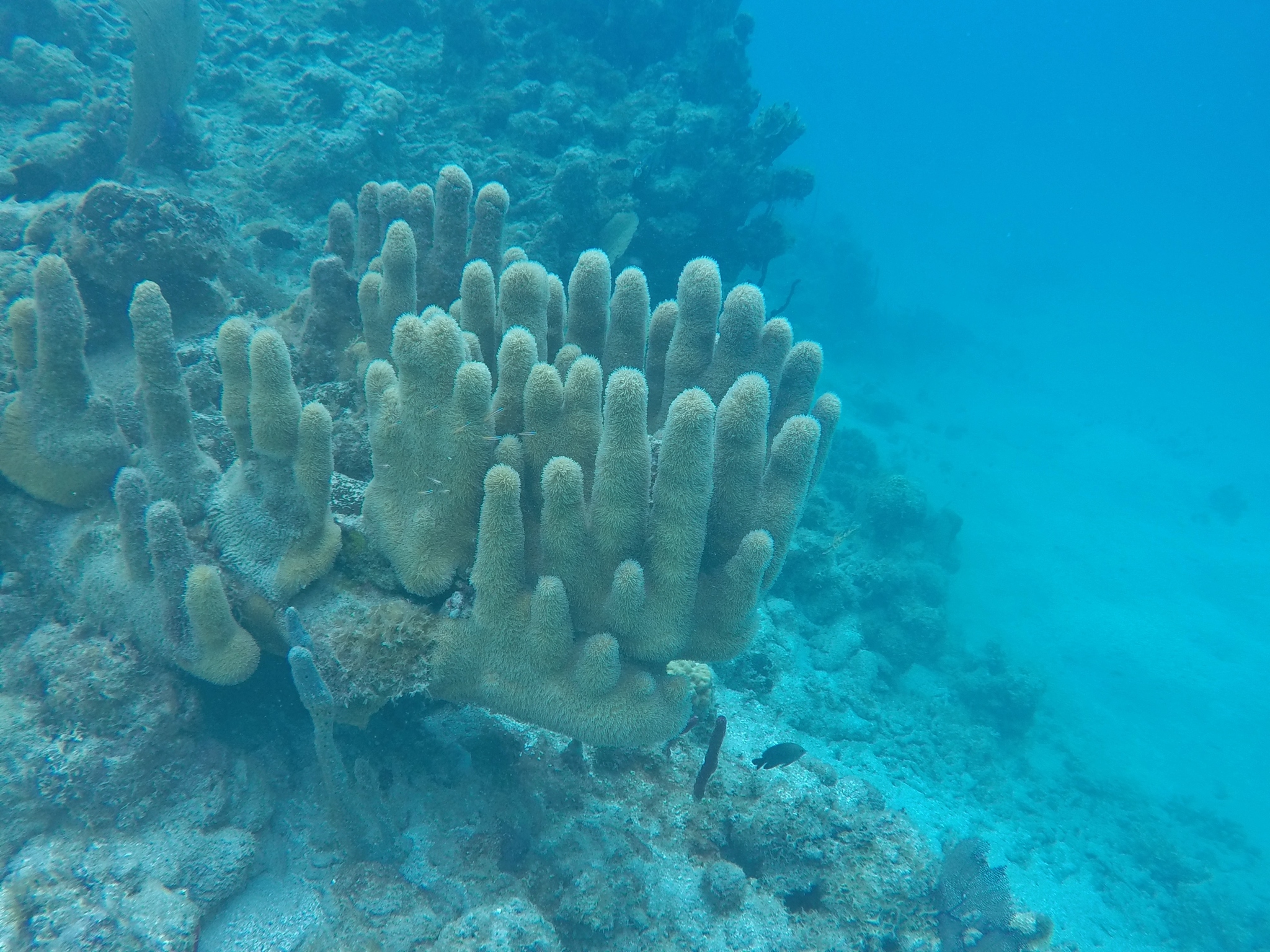 Pillar Coral