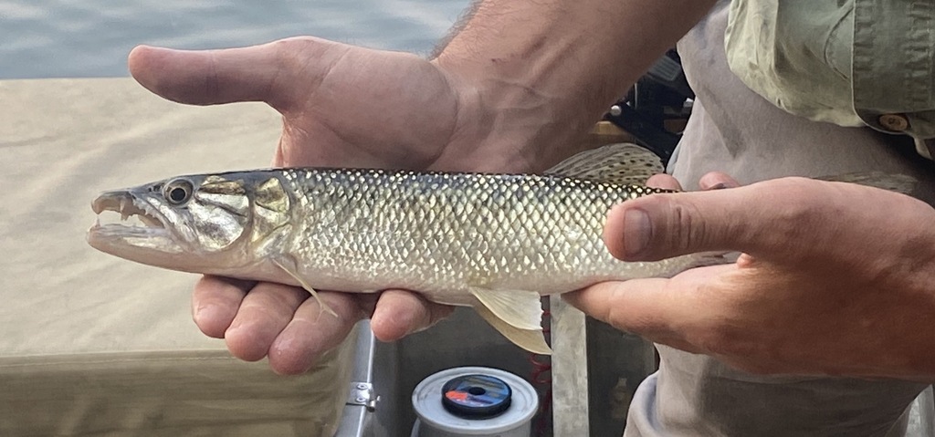 Southern African Pike from Chunga, Kafue, Zambia on September 5, 2023 ...