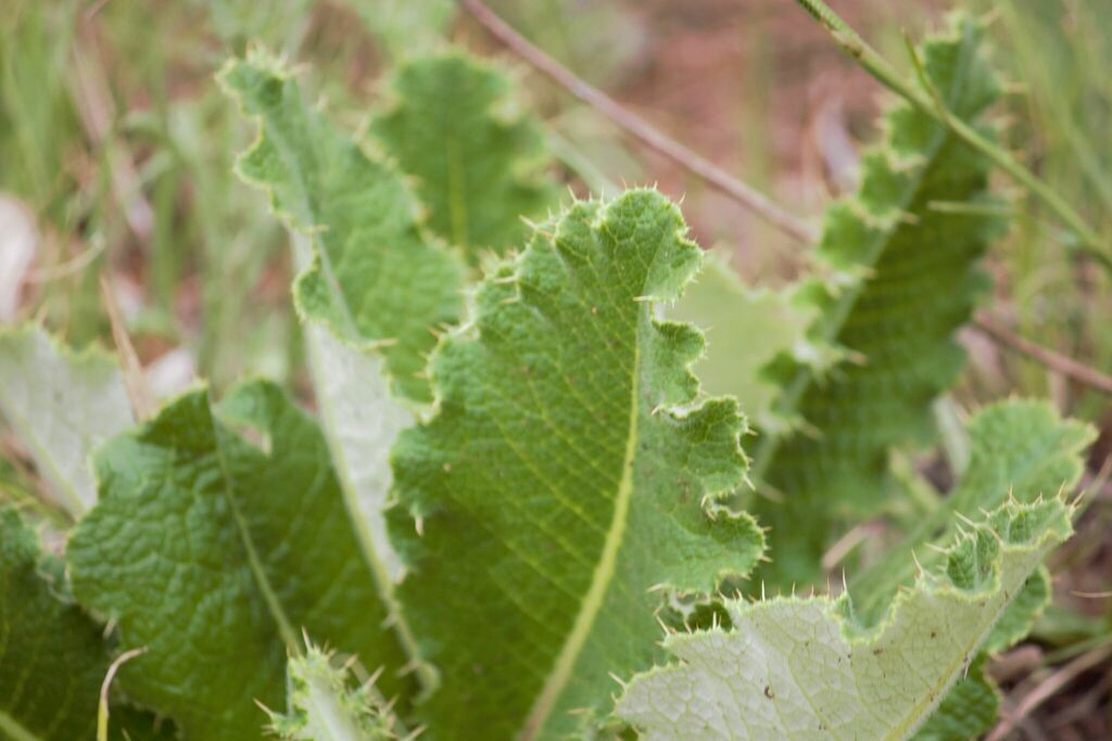 Rasp African Thistle from Carletonville, 2499, South Africa on November ...