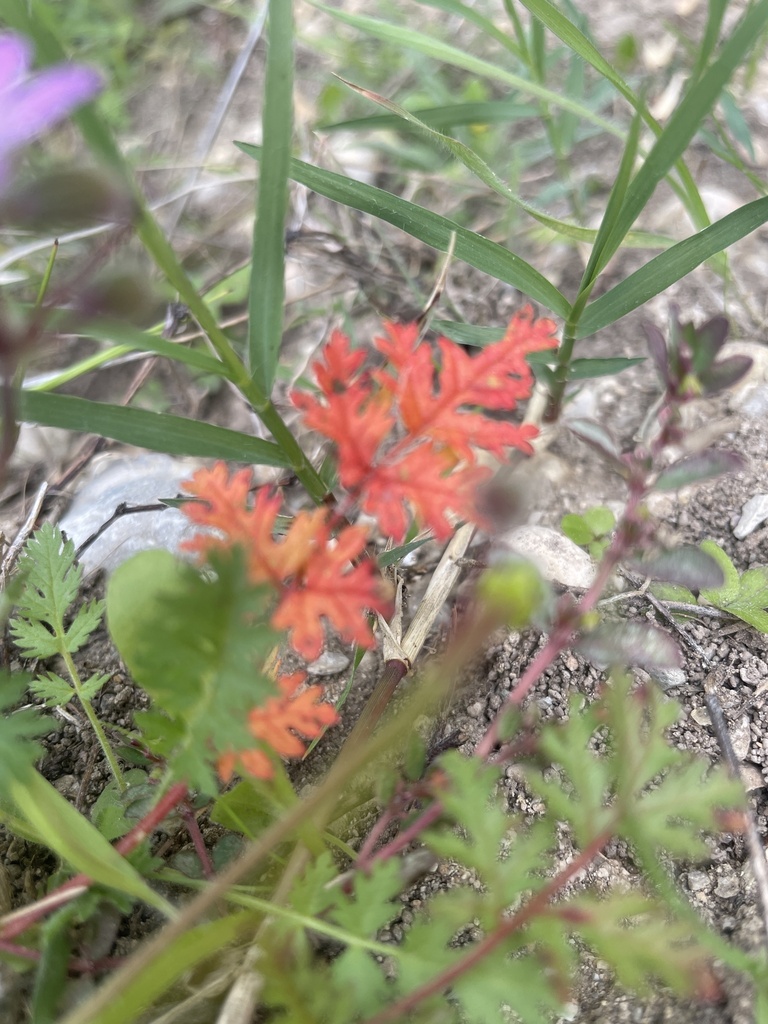 Texas stork's bill from South Fork San Gabriel River, Georgetown, TX ...