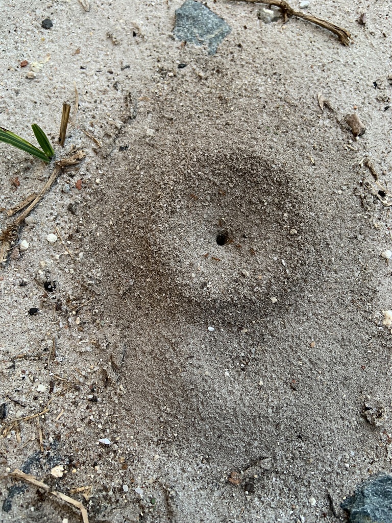 Buren's Pyramid Ant from University of Central Florida, Orlando, FL, US ...