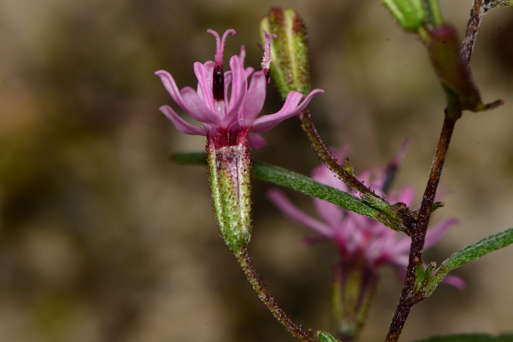 Small Palafox from Garland, TX 75044, USA on November 19, 2023 at 01:59 ...